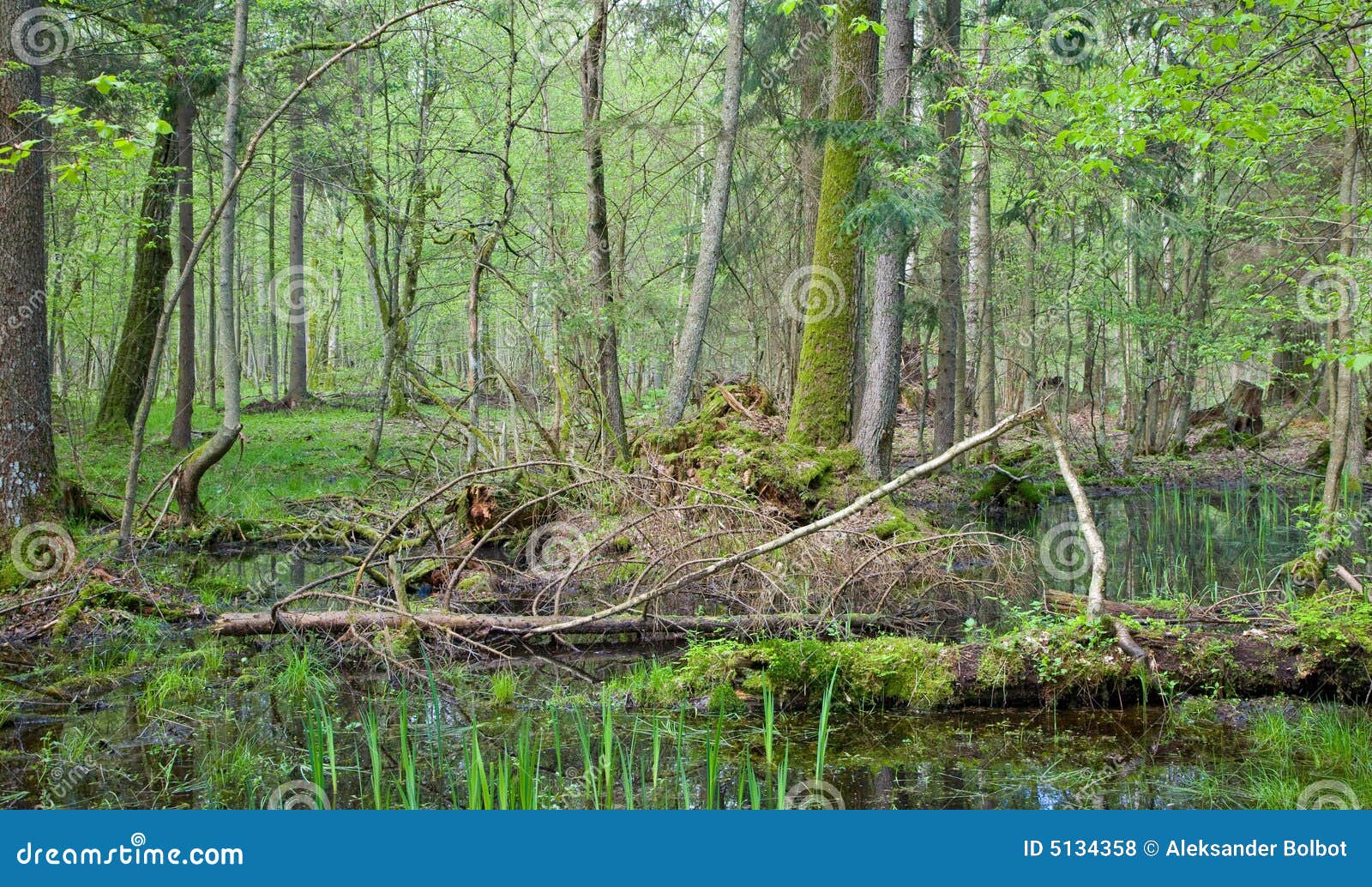 Springtime Alder Bog Forest Stock Photo - Image of retention, forest ...