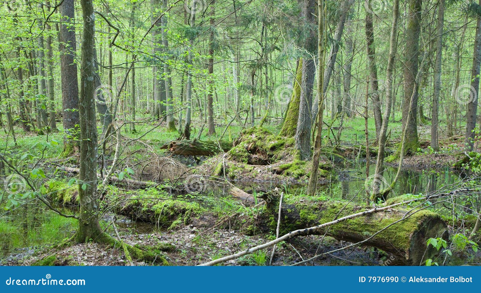 Springtime Alder Bog Forest Stock Photo - Image of natural, swampy: 7976990