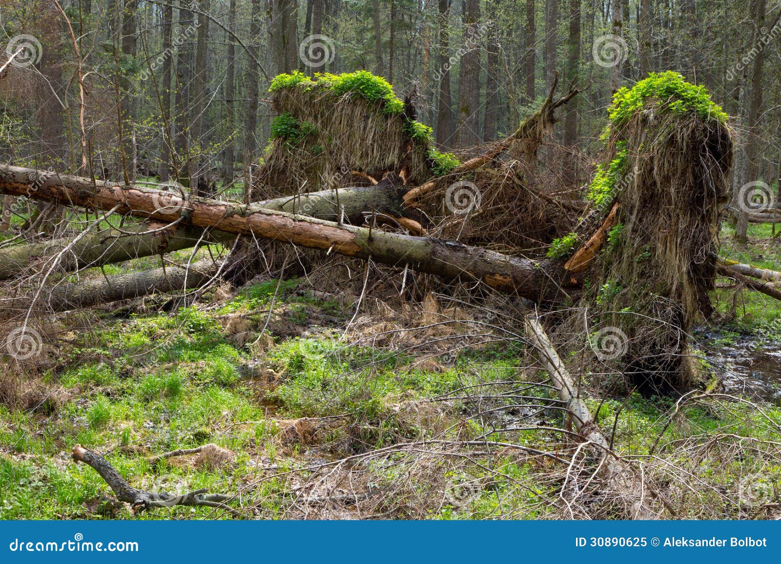 Springtime Alder Bog Forest Stock Image - Image of alder, marshy: 30890625