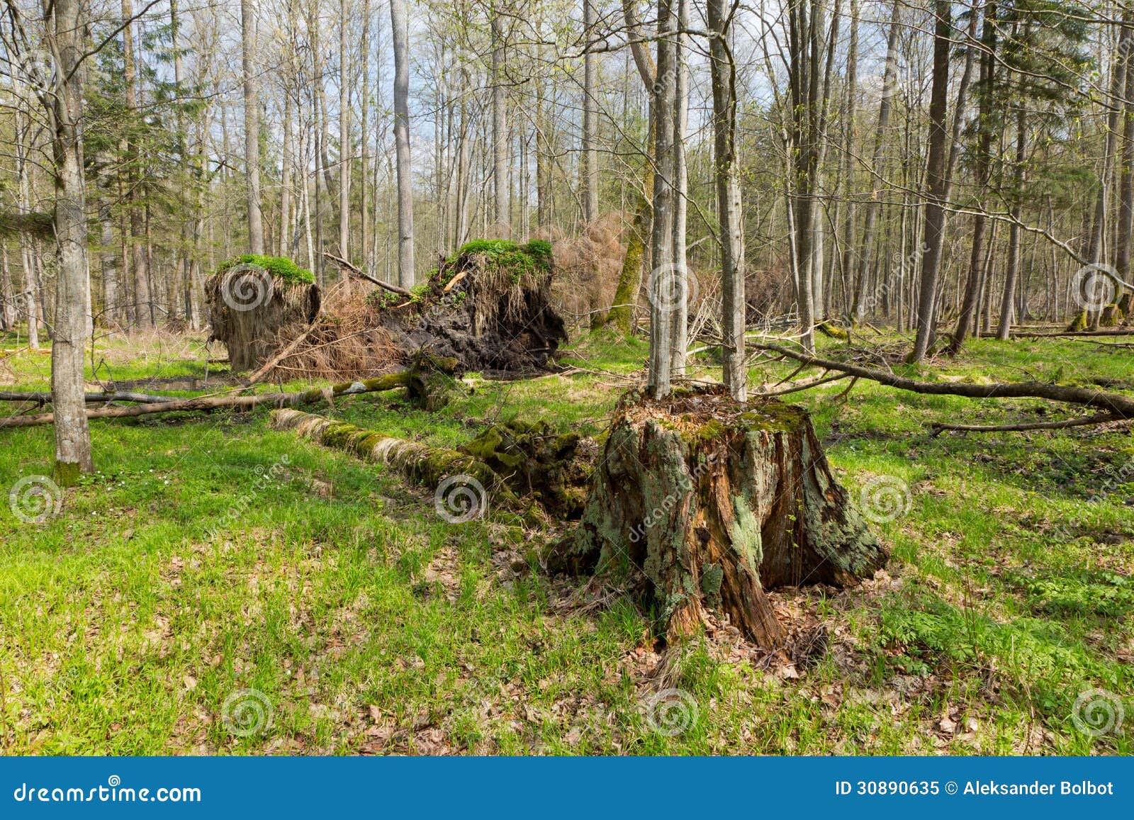 Springtime Alder Bog Forest Stock Image - Image of european, alderbog ...