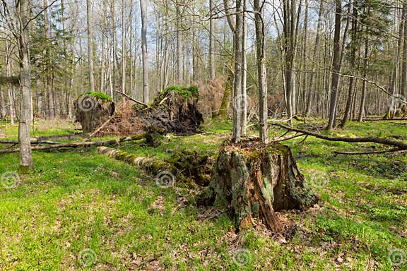 Springtime Alder Bog Forest Stock Image - Image of european, alderbog ...