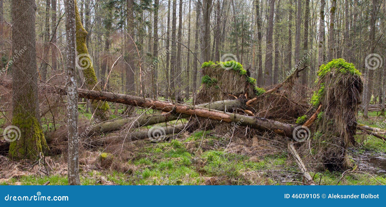 Springtime Alder Bog Forest Stock Image - Image of retention, natural ...