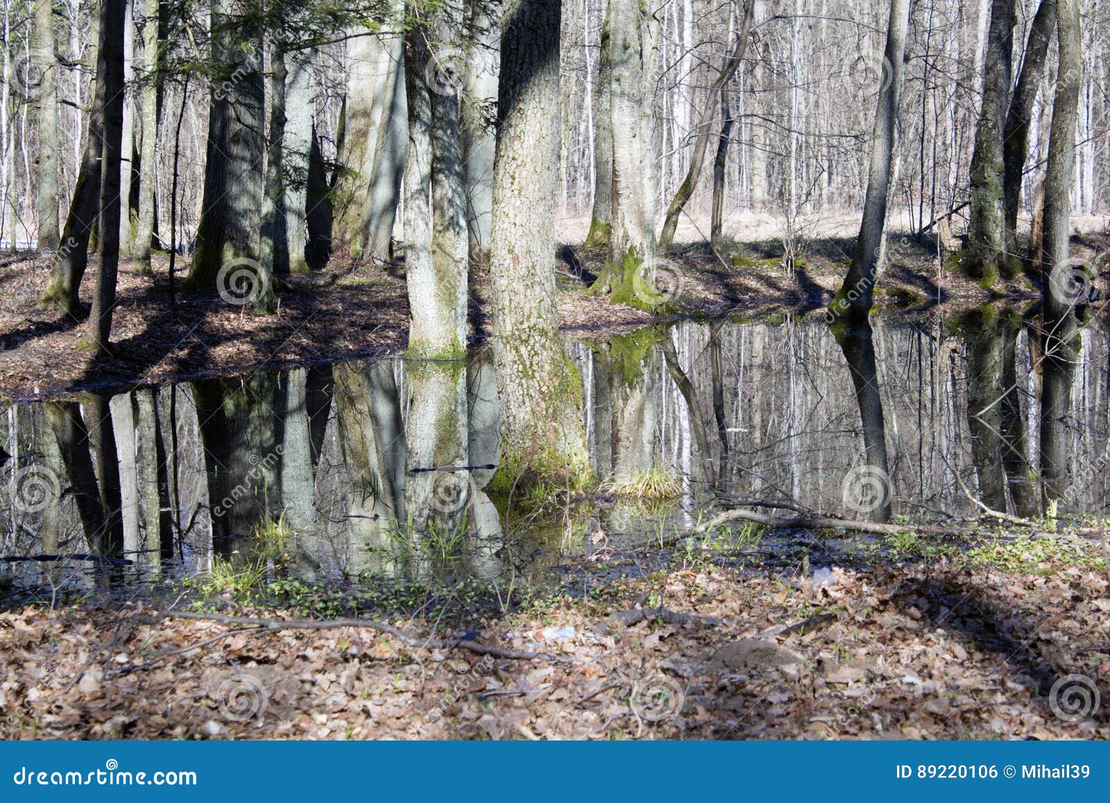 Springtime Alder Bog Stand with Standing Water Stock Photo - Image of ...