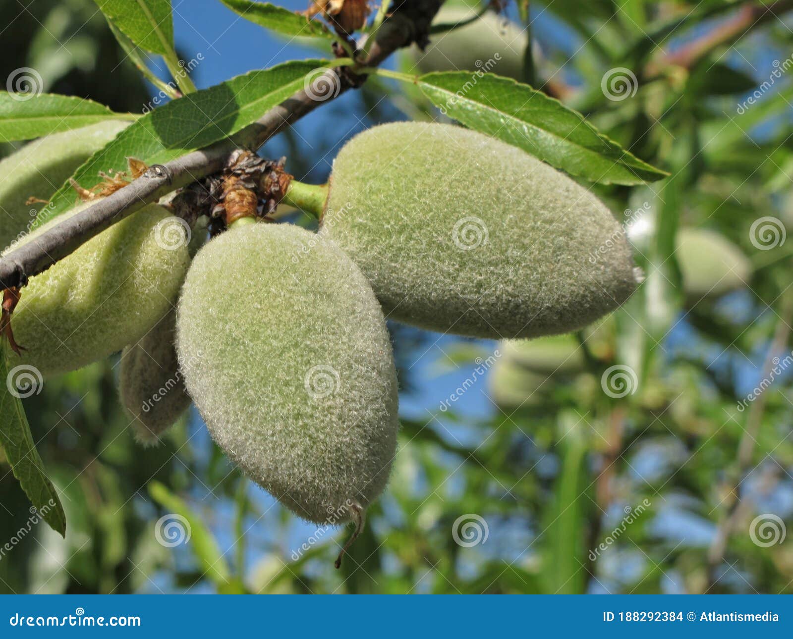 Unripe Green Almond Fruit on the Tree Stock Photo - Image of green ...