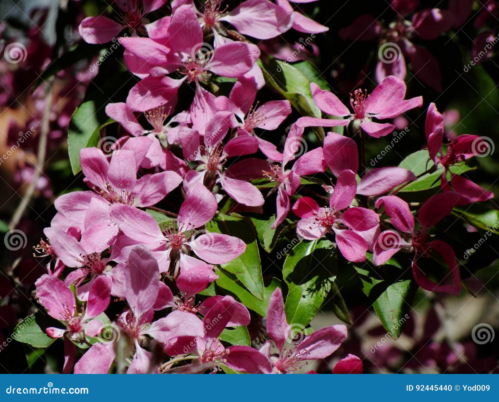 Springtime. Apple-tree. stock photo. Image of spring - 92445440