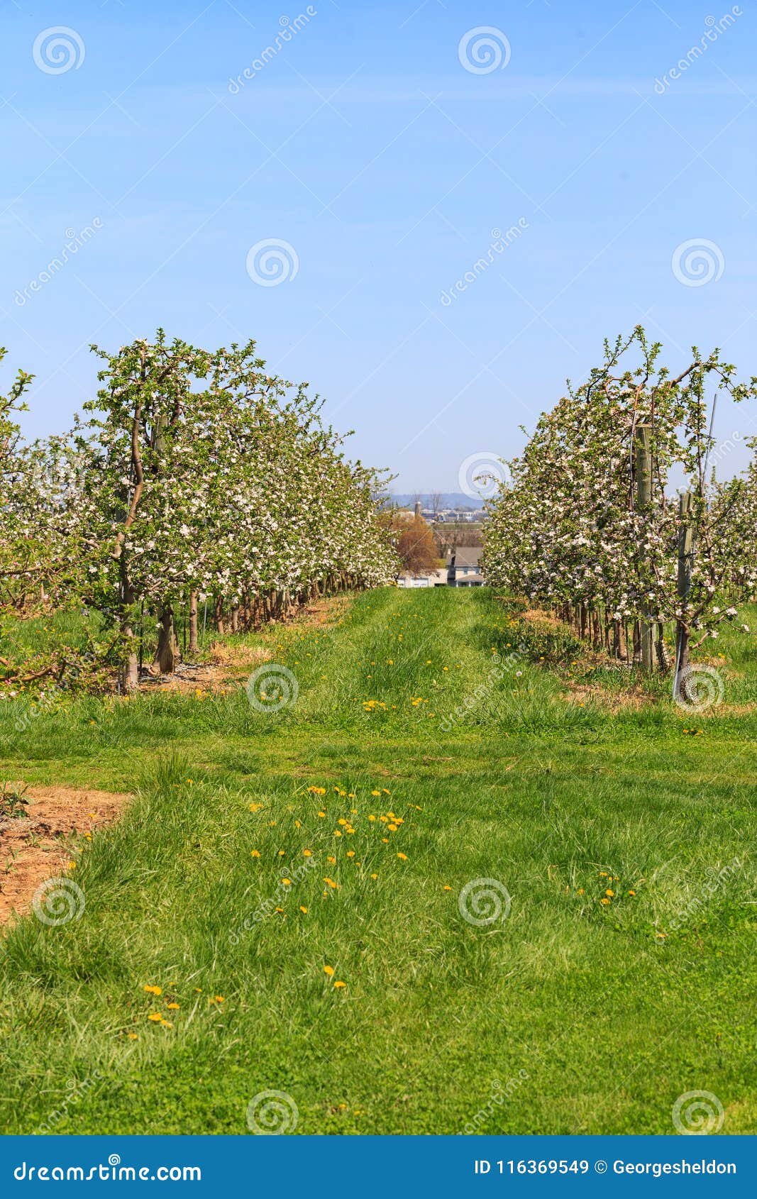 Springtime Apple Tree Orchard Stock Image - Image of plant, flower ...