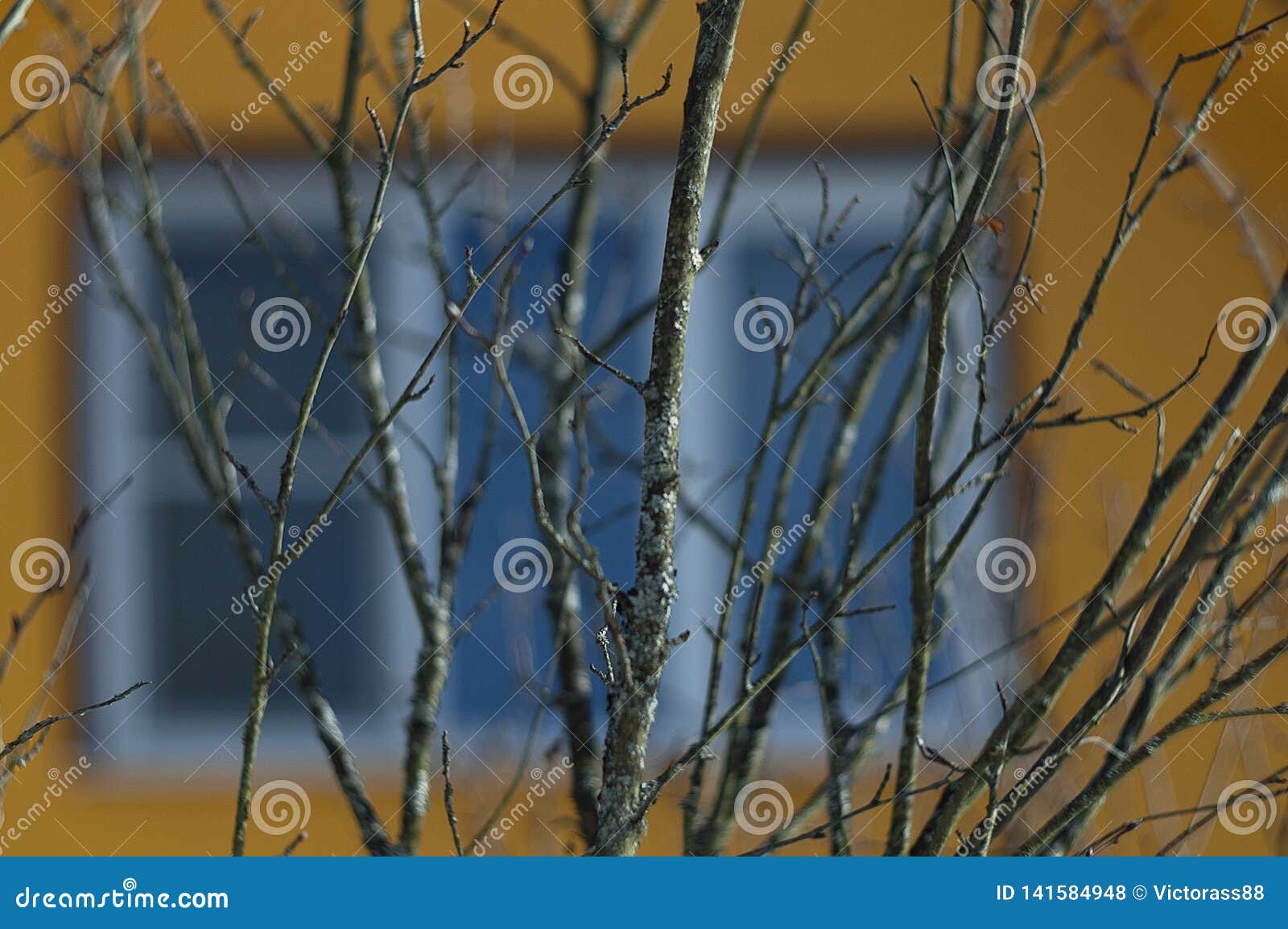Bare Branches in Front of House Facade Stock Photo - Image of shrubs ...