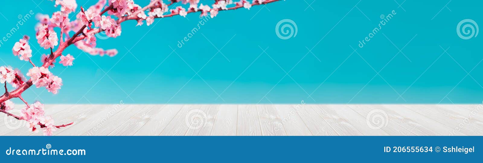 Springtime Background Blossoming Apricot Tree Branches with Board with ...