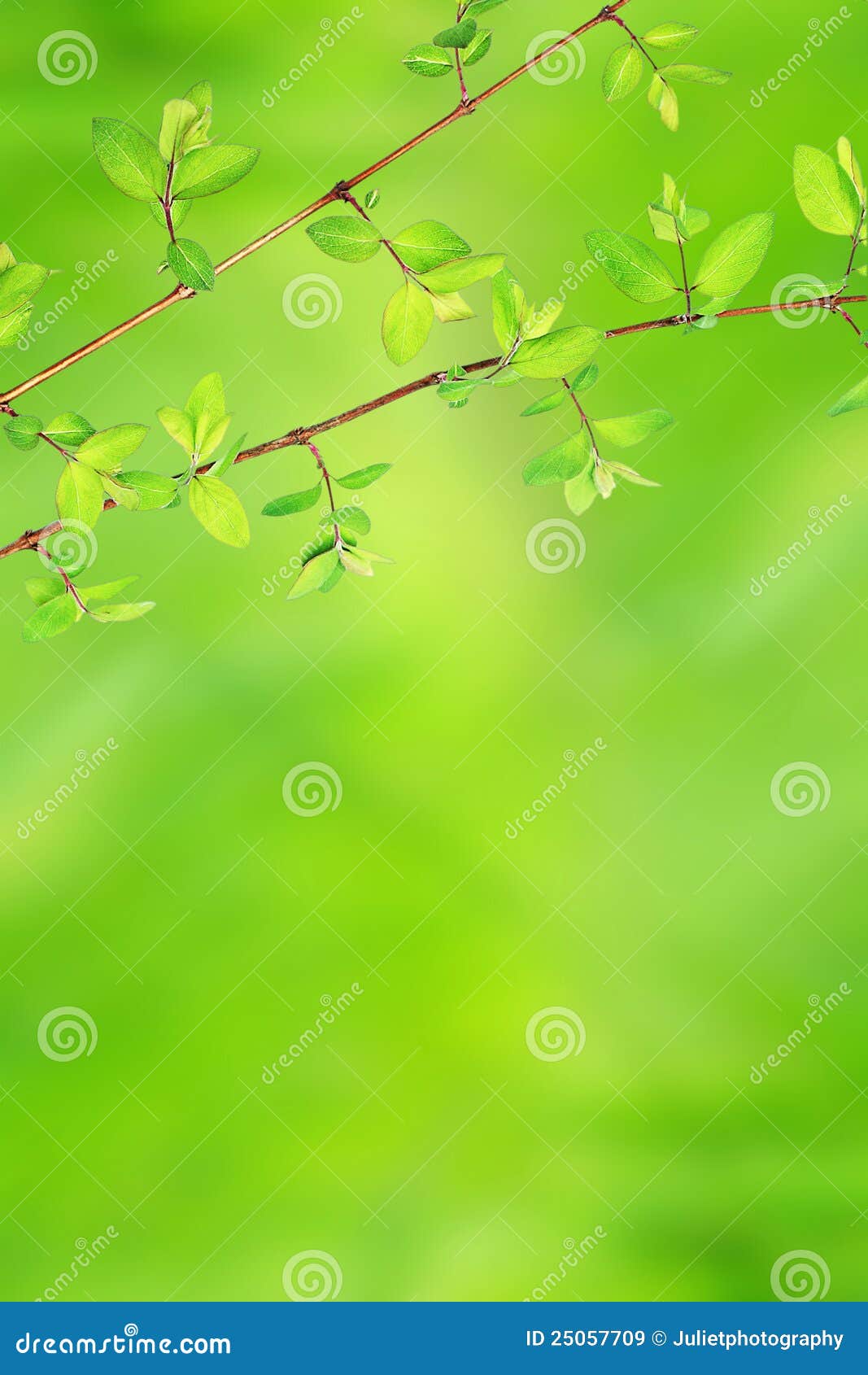 Springtime Background with Green Leaves Stock Image - Image of fresh ...