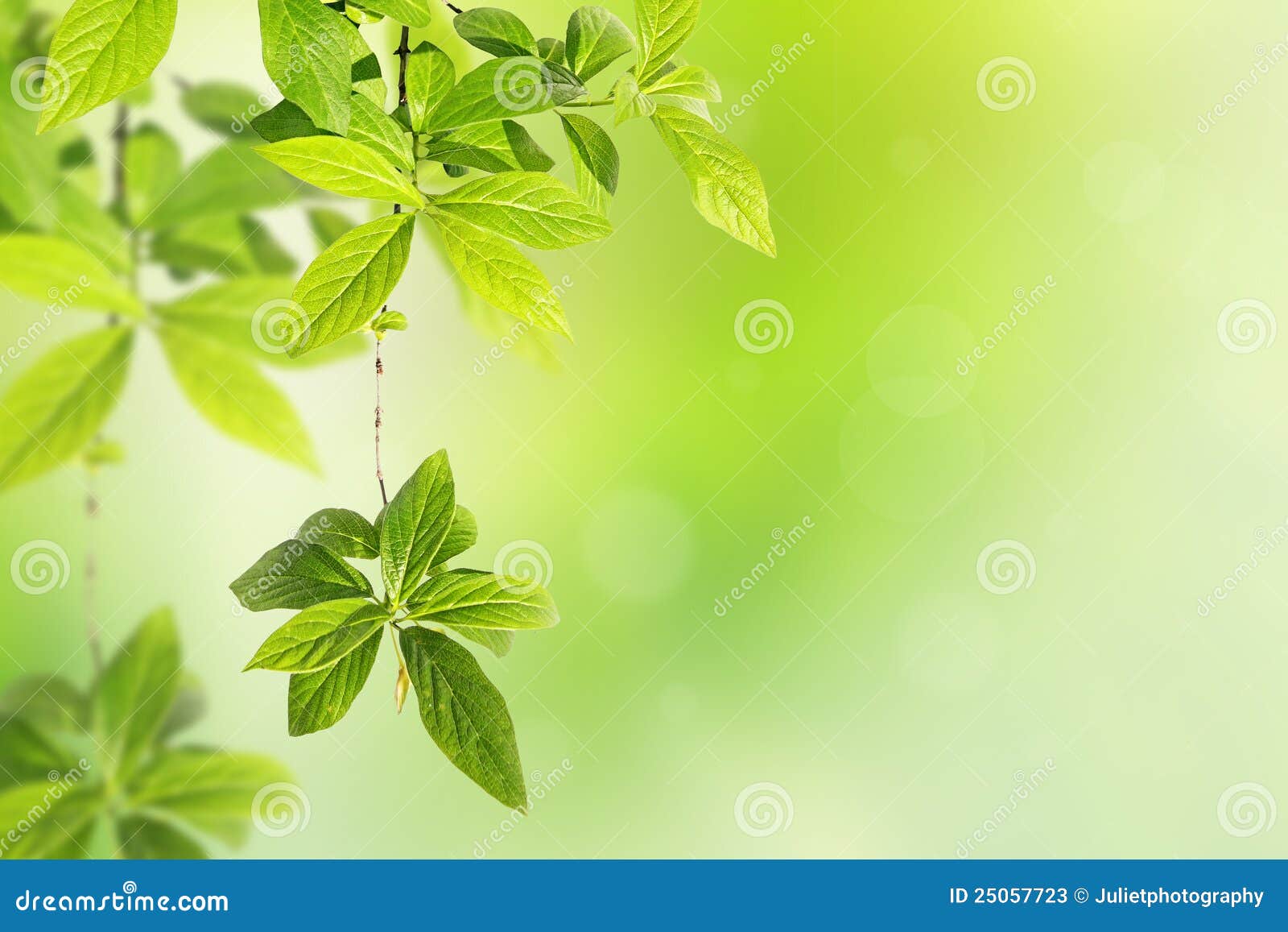 Springtime Background with Green Leaves Stock Image - Image of bright ...
