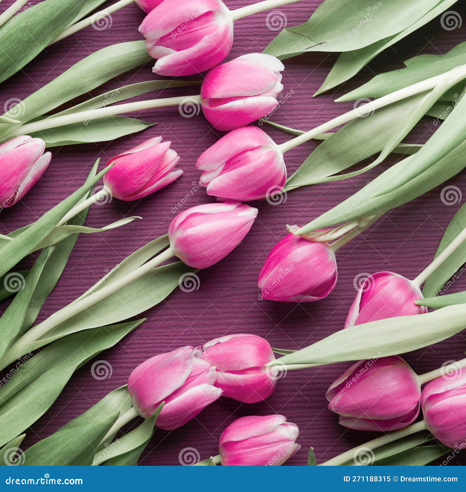 Springtime Background with Pink Tulips Pattern Stock Image - Image of ...