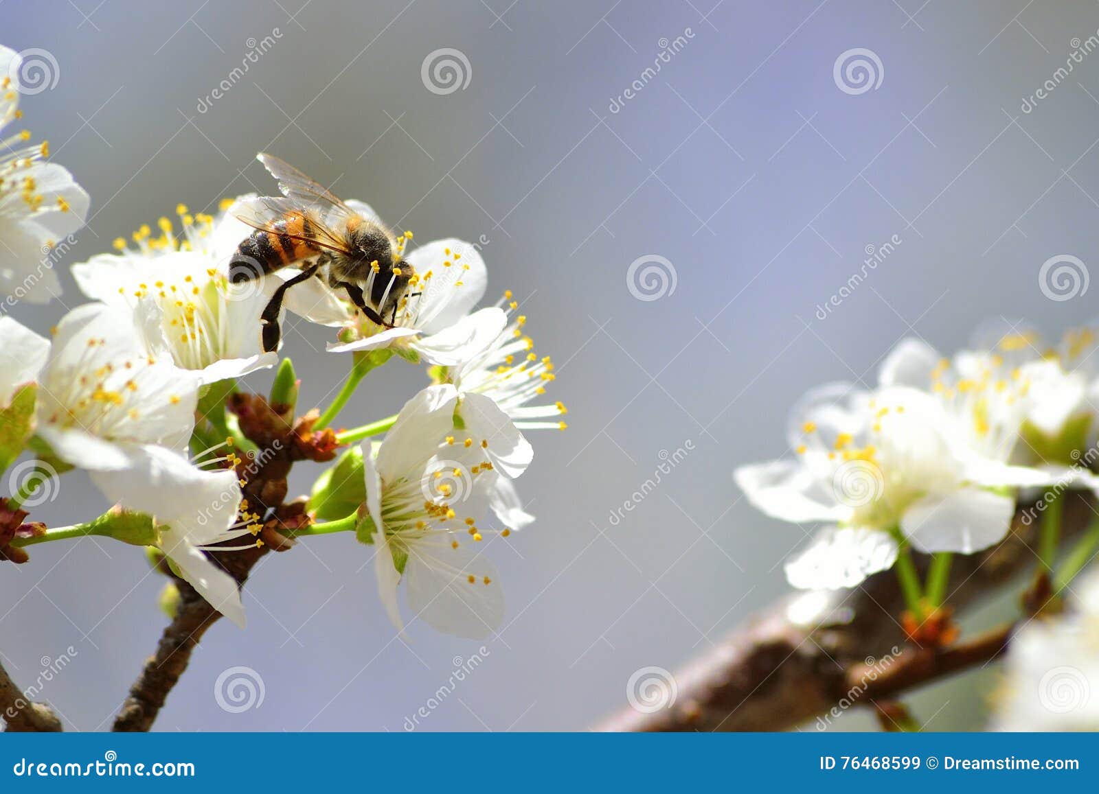 Springtime! stock image. Image of spring, insect, tree - 76468599