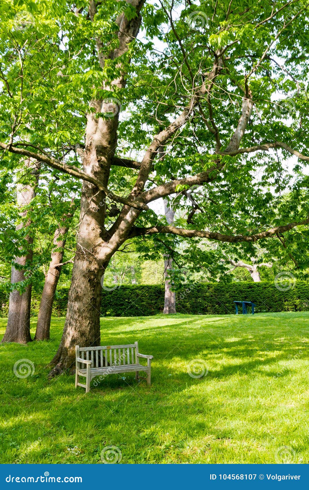 Springtime, bench in park stock image. Image of foliage - 104568107