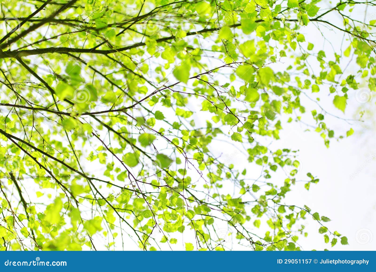 Springtime Birch Tree Branch Stock Image - Image of environmental ...