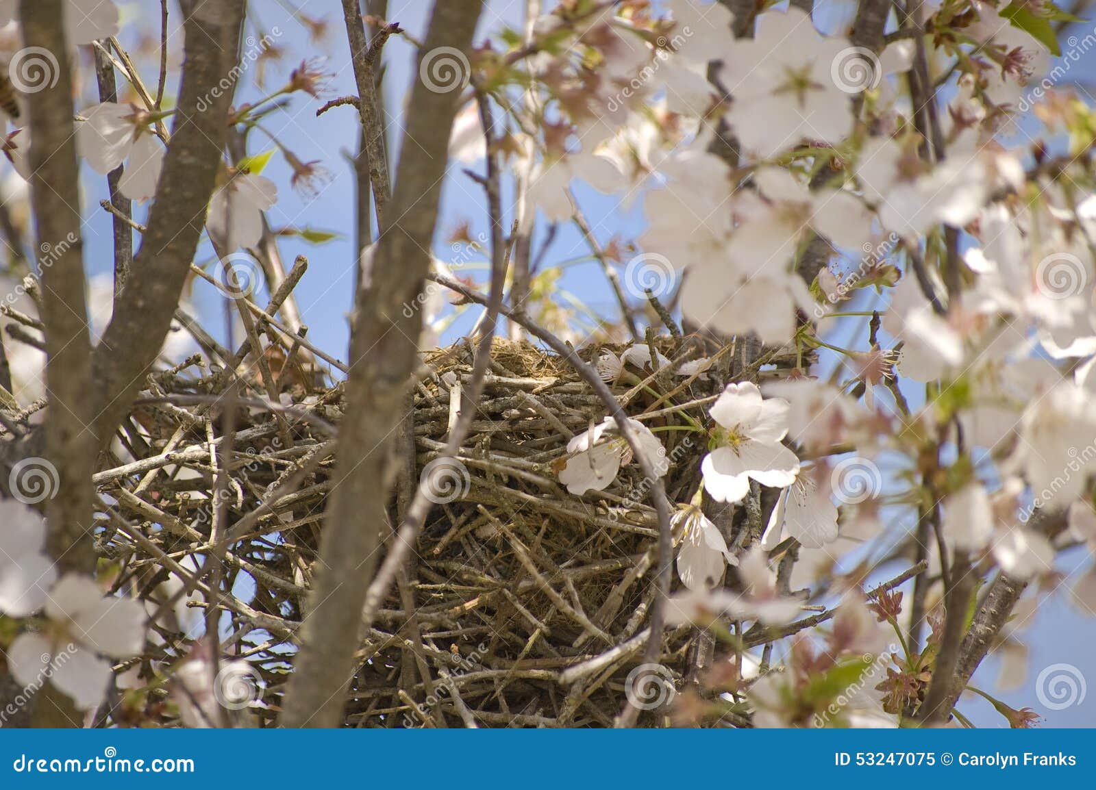Springtime Bird Nest stock image. Image of tree, flowers - 53247075