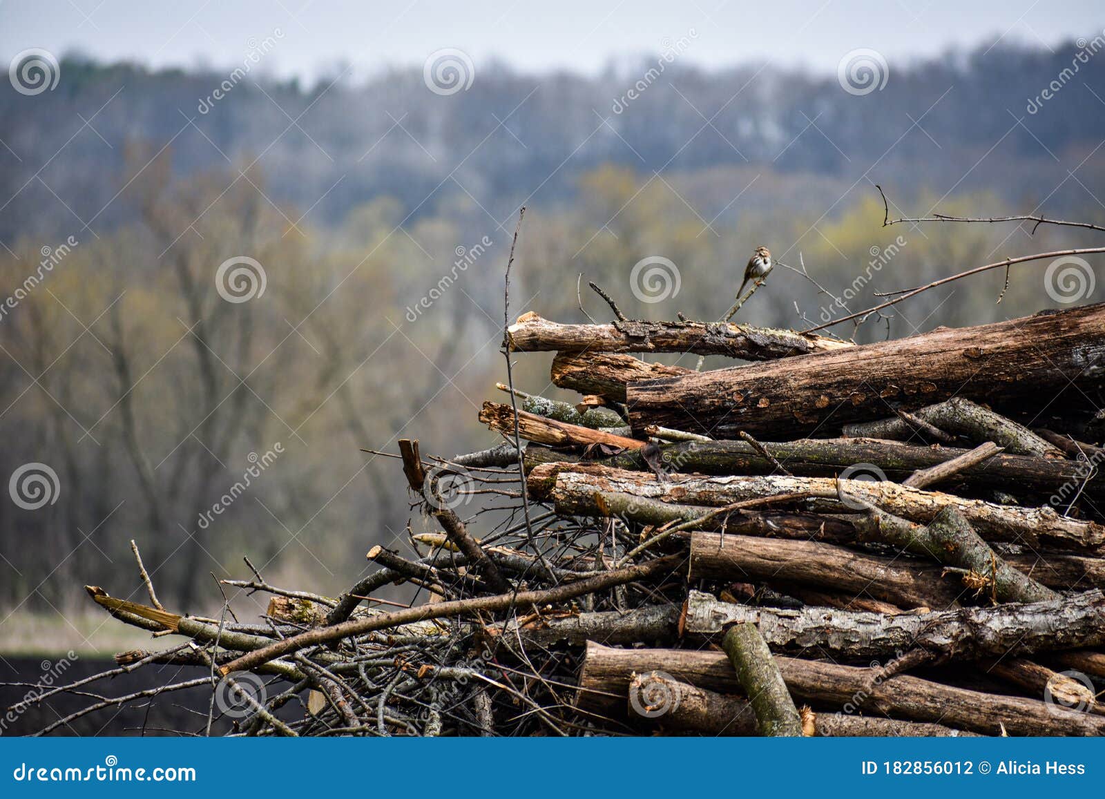 Springtime Bird Perched on Pile of Logs Stock Photo - Image of spring ...