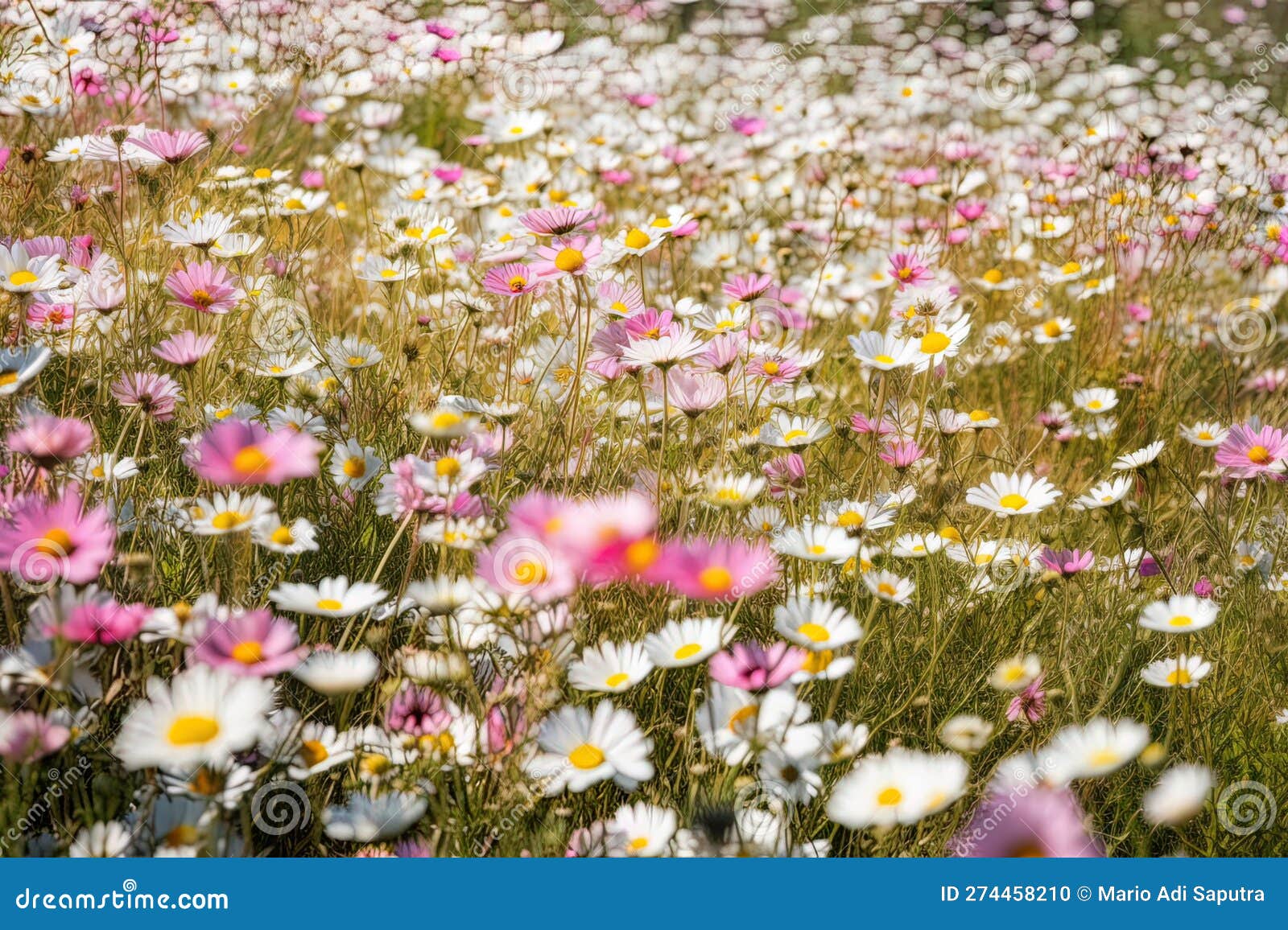 Springtime Bliss: a Meadow Bursting with White and Pink Daisies Stock ...