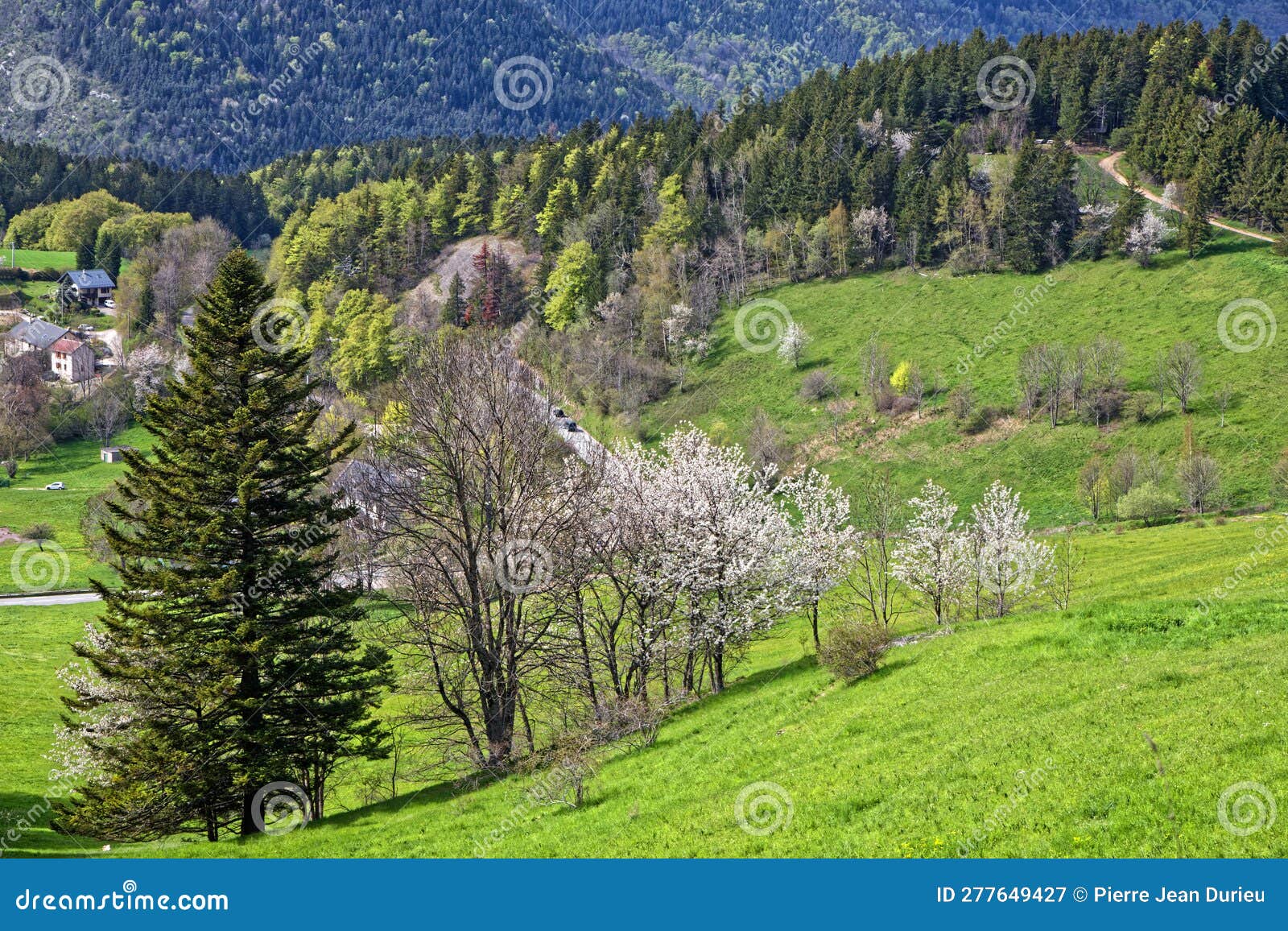 Springtime Blossom on Some Trees in a Mountain Landscape of Vercors ...