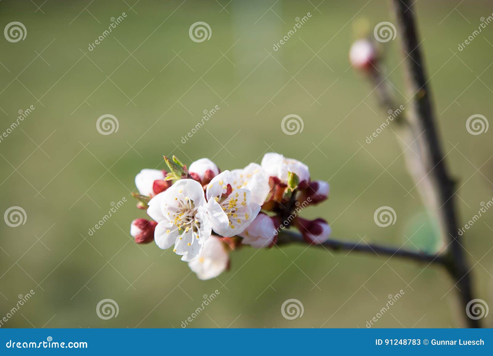 Springtime blossom stock image. Image of yellow, rose - 91248783