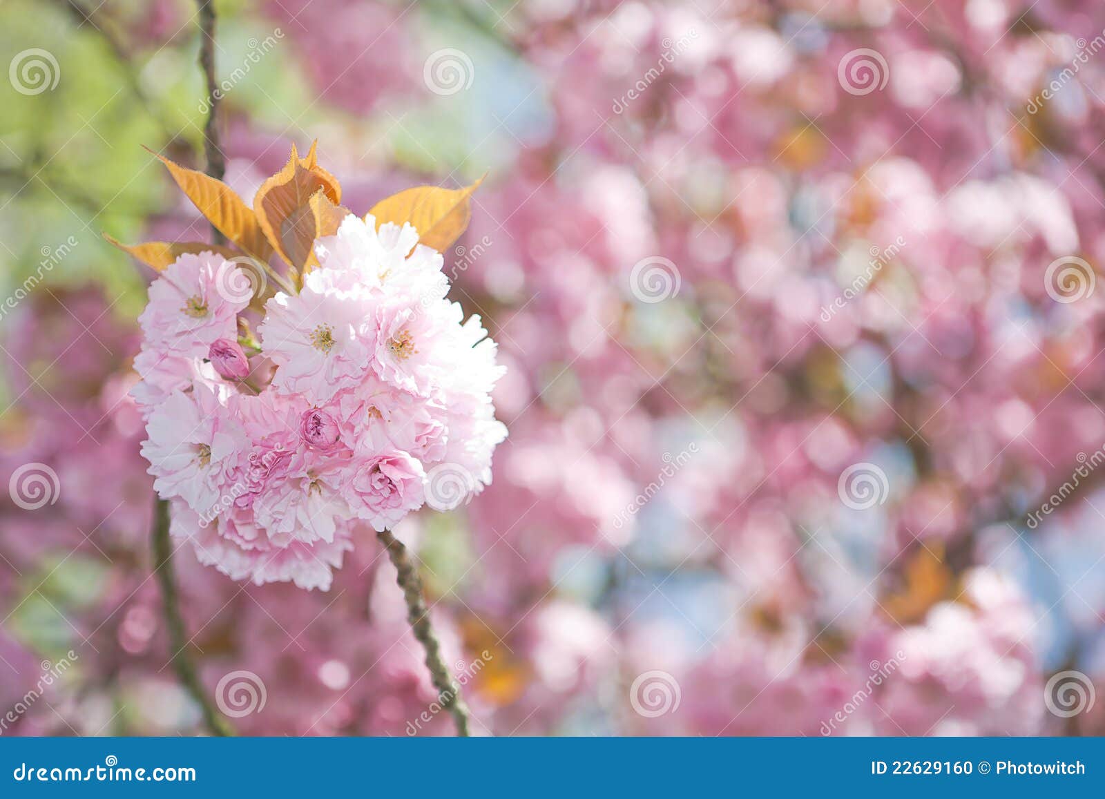 Springtime blossoms stock photo. Image of cherry, branch - 22629160
