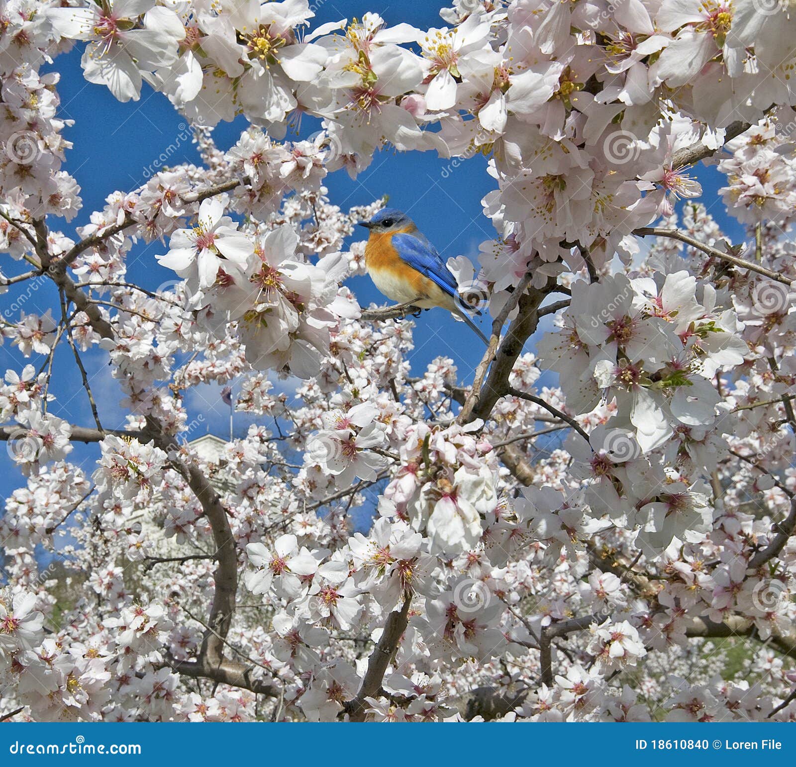 Springtime Bluebird stock photo. Image of tree, peach - 18610840