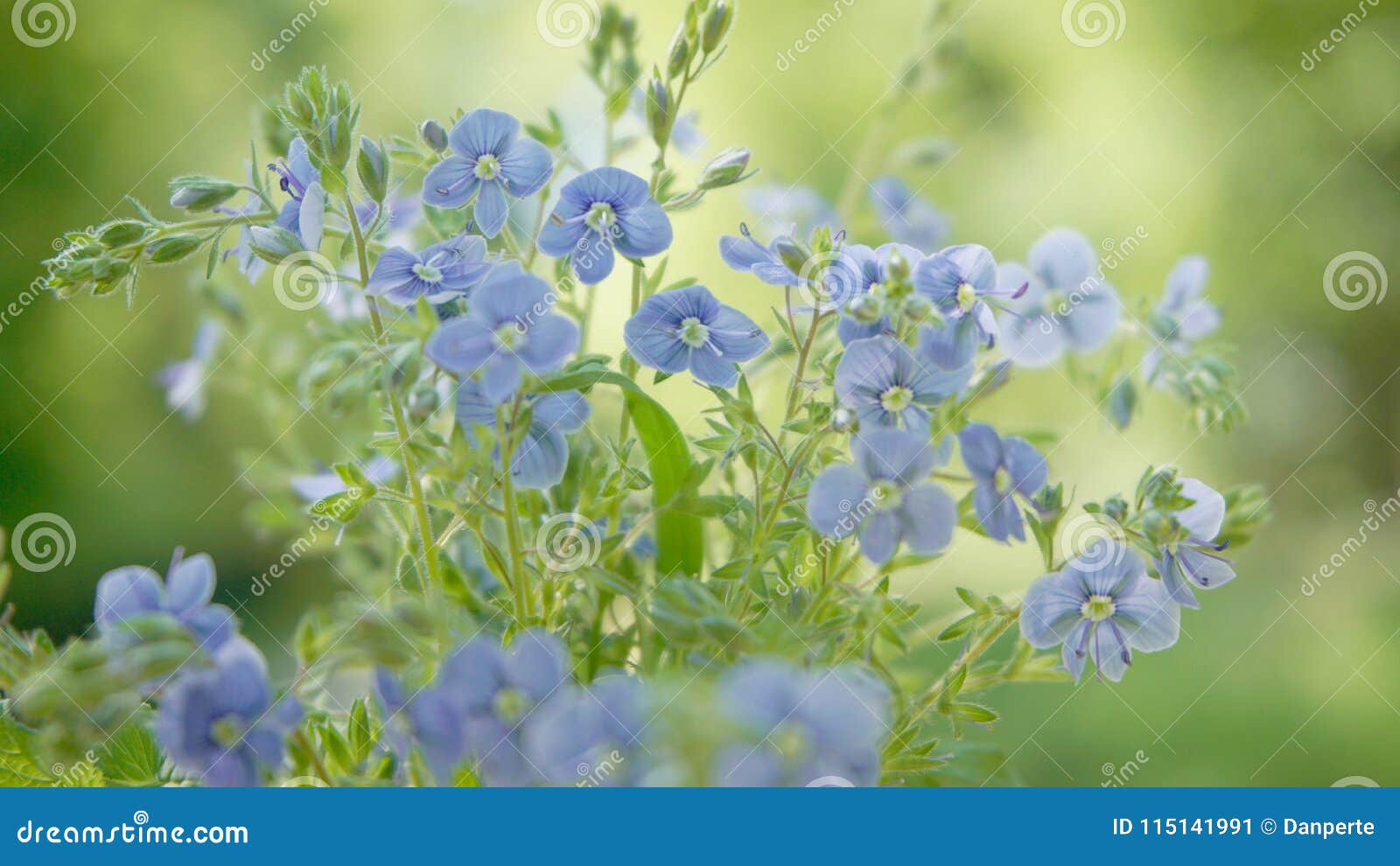 Springtime blues stock image. Image of tiny, springtime - 115141991