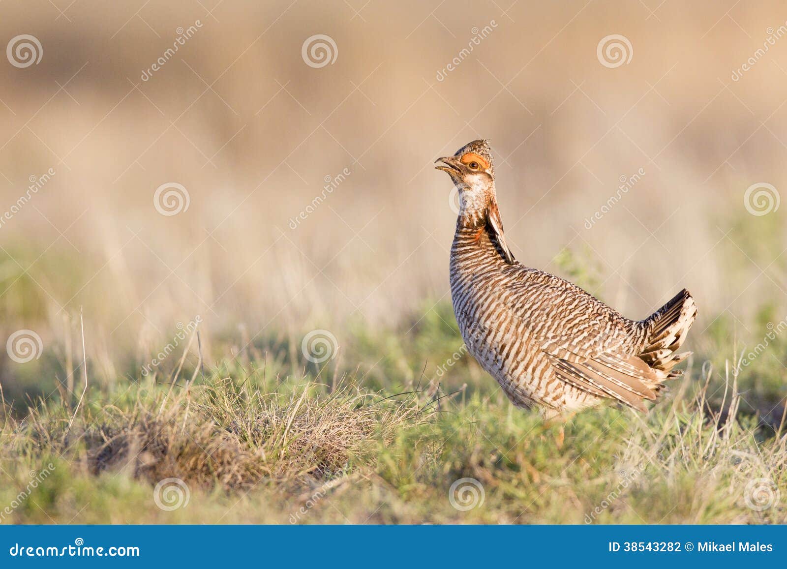 Springtime Booming of Lesser Prairie Chicken Stock Photo - Image of ...