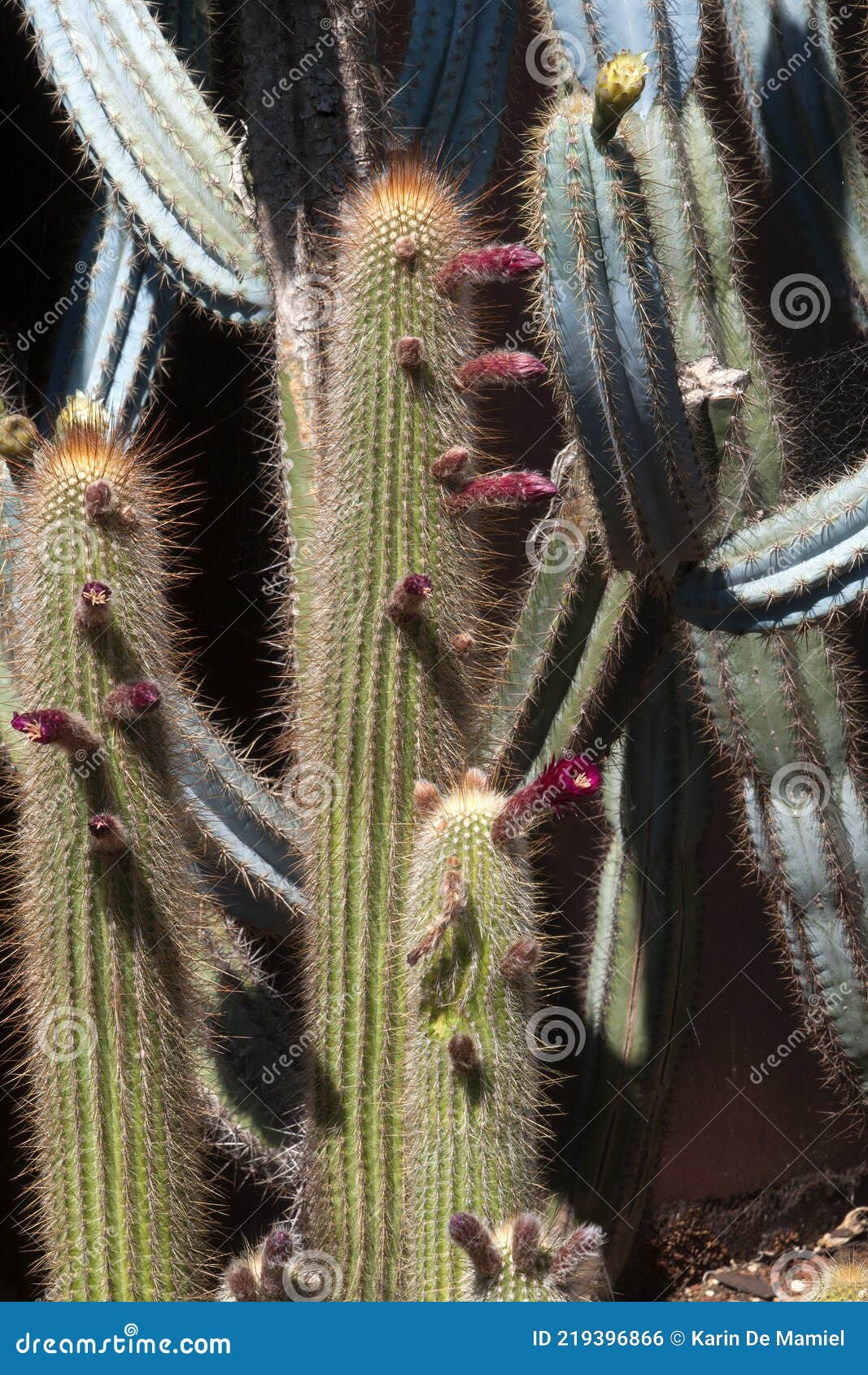 Springtime in the Cactus Garden with Buds on Torch Cacti Stock Photo ...