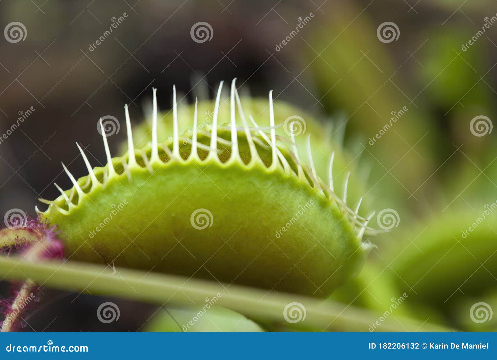 Close-up of Closed Venus Flytrap Leaf or Trap Stock Photo - Image of ...