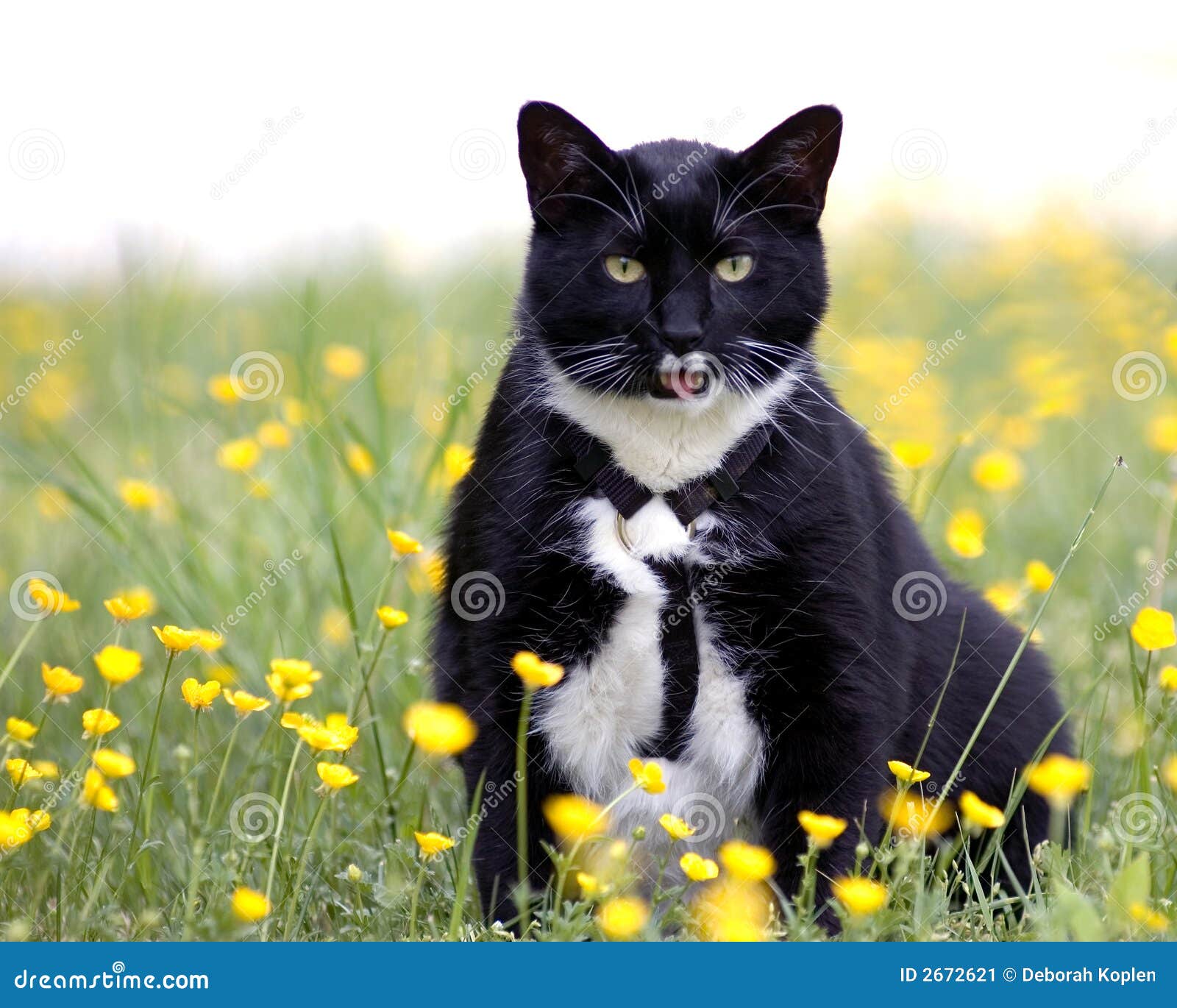 Springtime Cat stock image. Image of vocal, tuxedo, yellow - 2672621