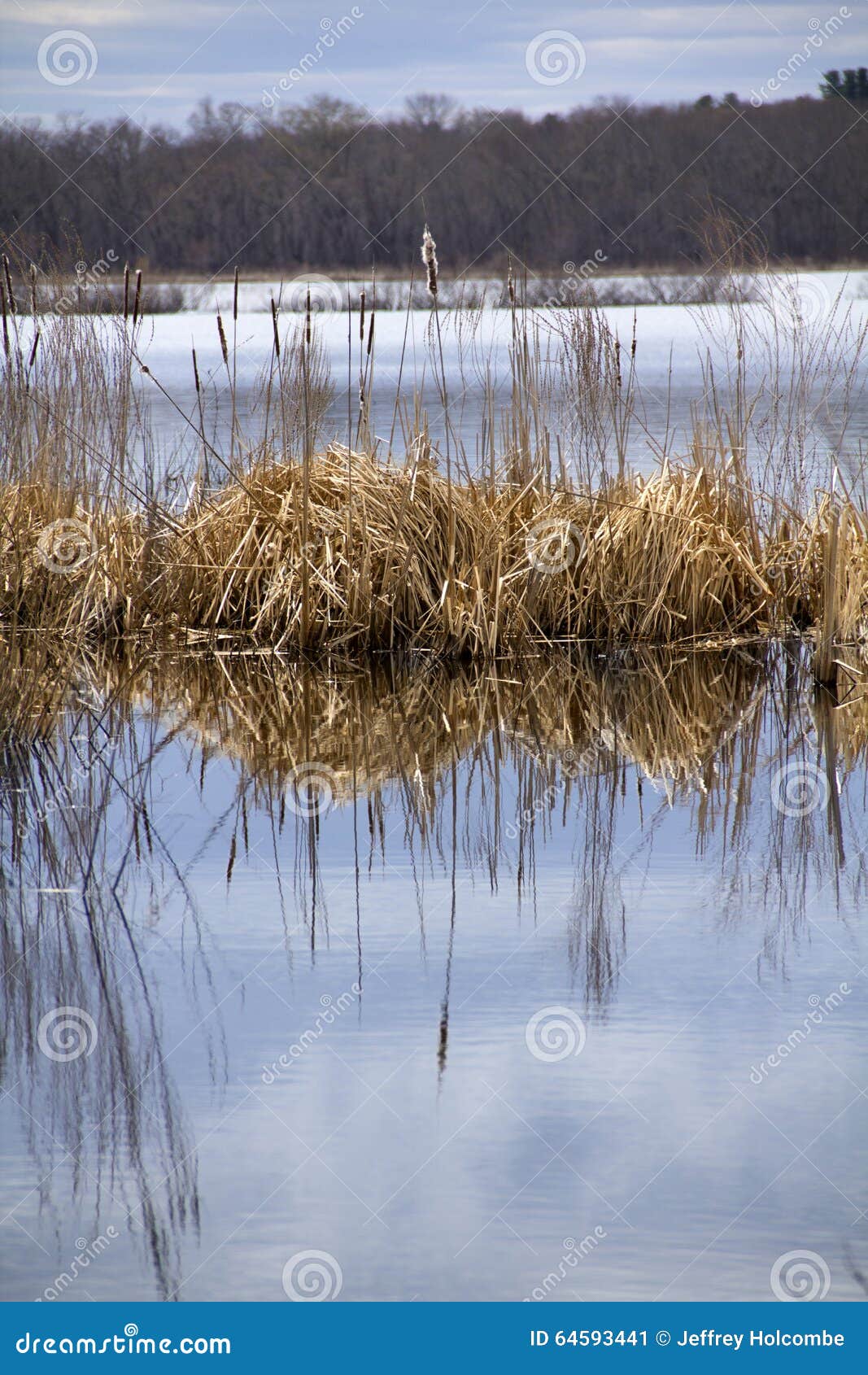Springtime Cattails and Reflections in the Marsh, Great Meadows ...