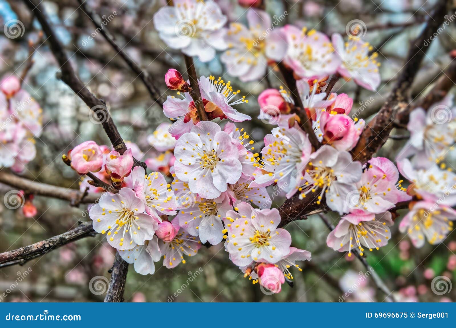 Springtime cherry blossom stock image. Image of freshness - 69696675