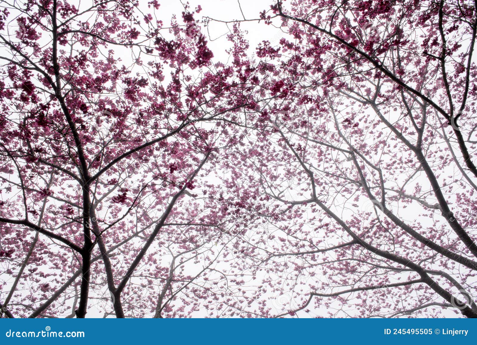 Cherry Flower with Fog in the Garden Stock Image - Image of bloom ...