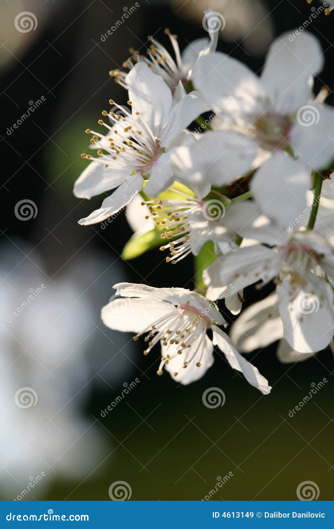 Springtime cherry blossoms stock image. Image of flowering - 4613149