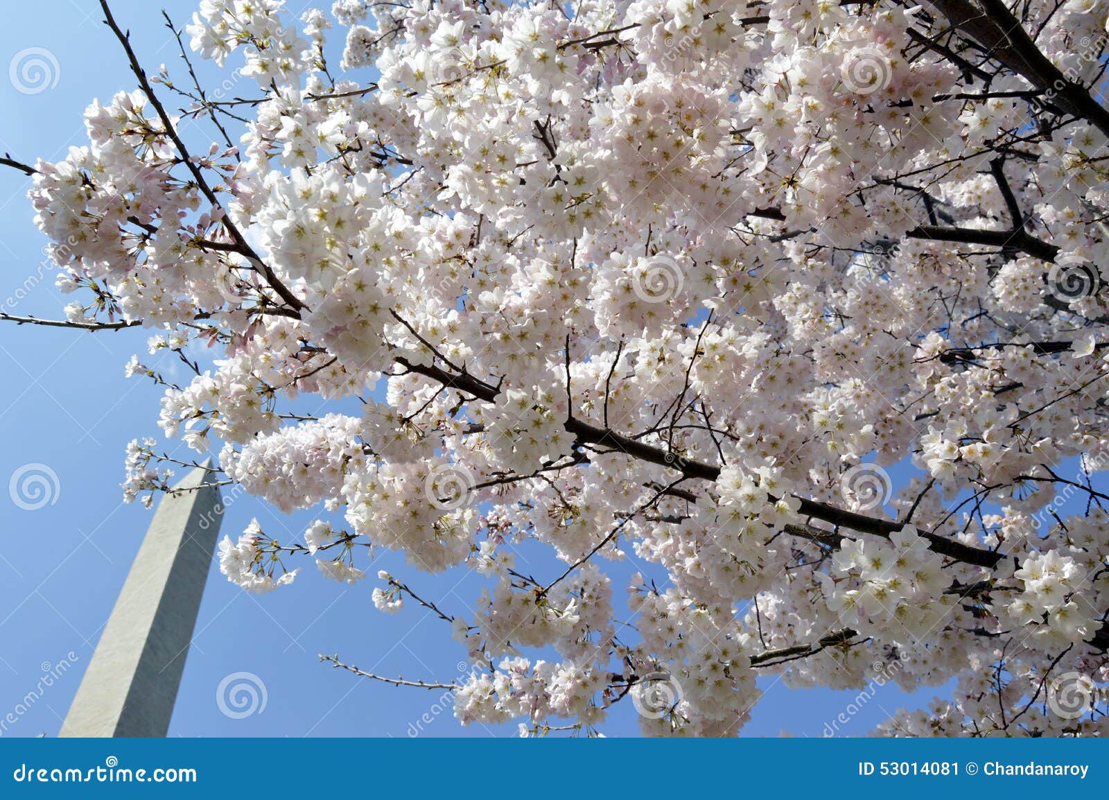 Springtime Cherry-blossoms in Washington DC Stock Image - Image of ...