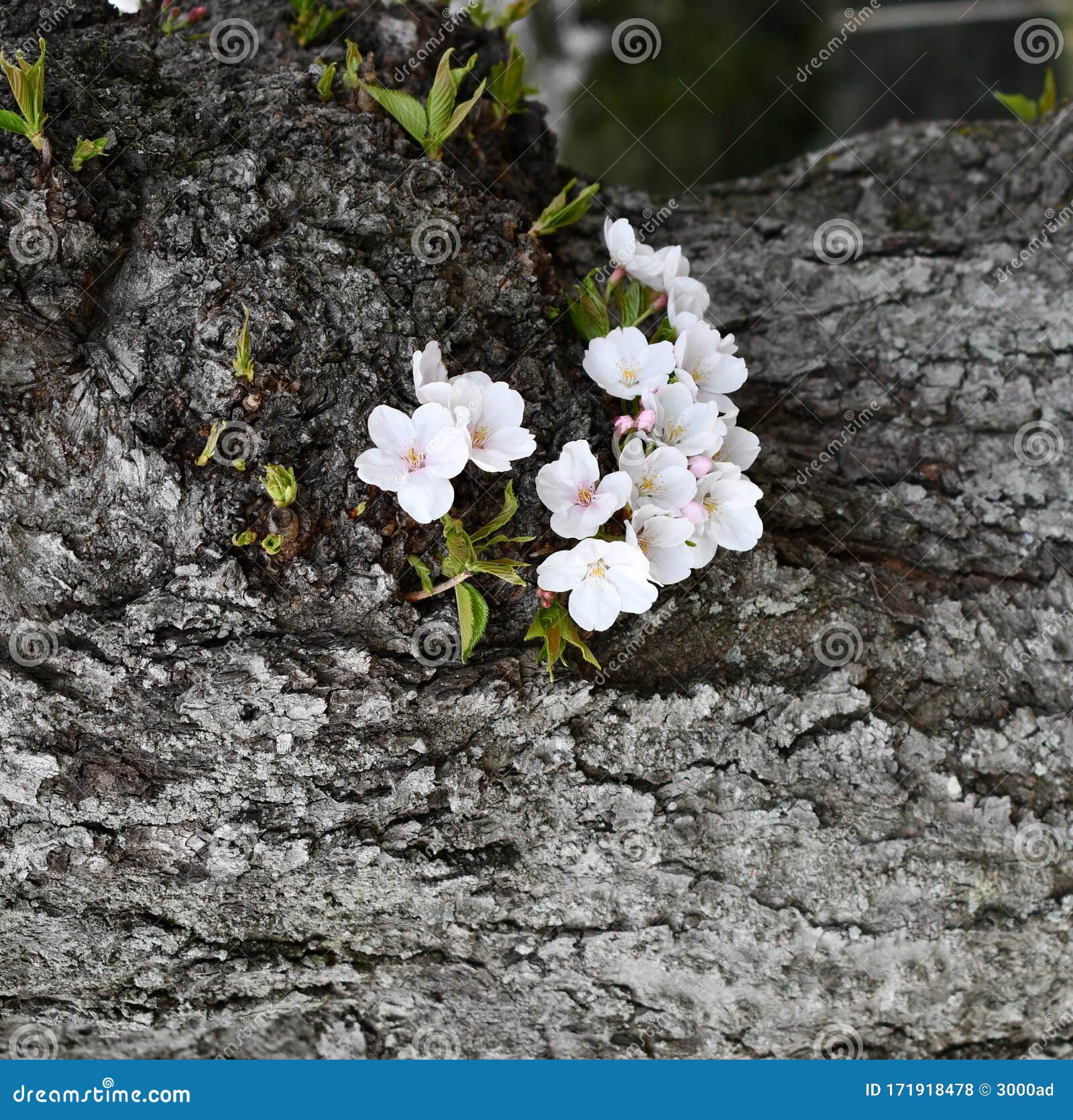 Springtime Cherry Tree Trunk Close-up Stock Photo - Image of march ...