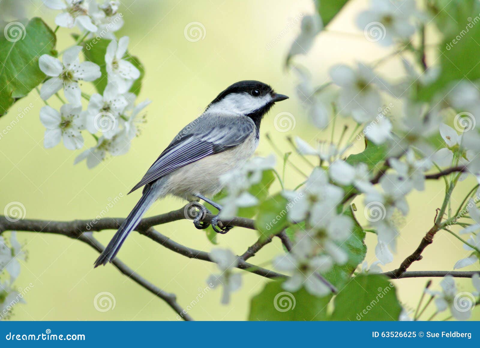 Springtime Chickadee stock image. Image of atricapillus - 63526625