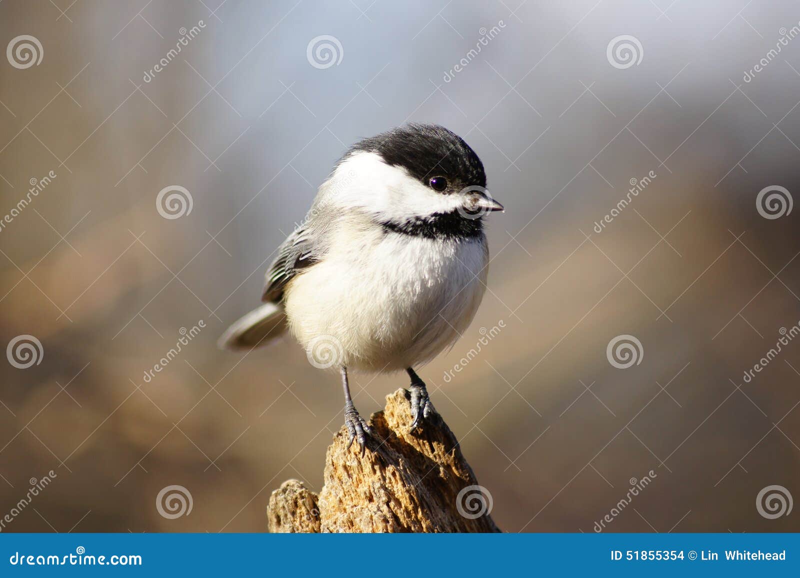Springtime Chickadee on a Stump Stock Photo - Image of outdoors, close ...