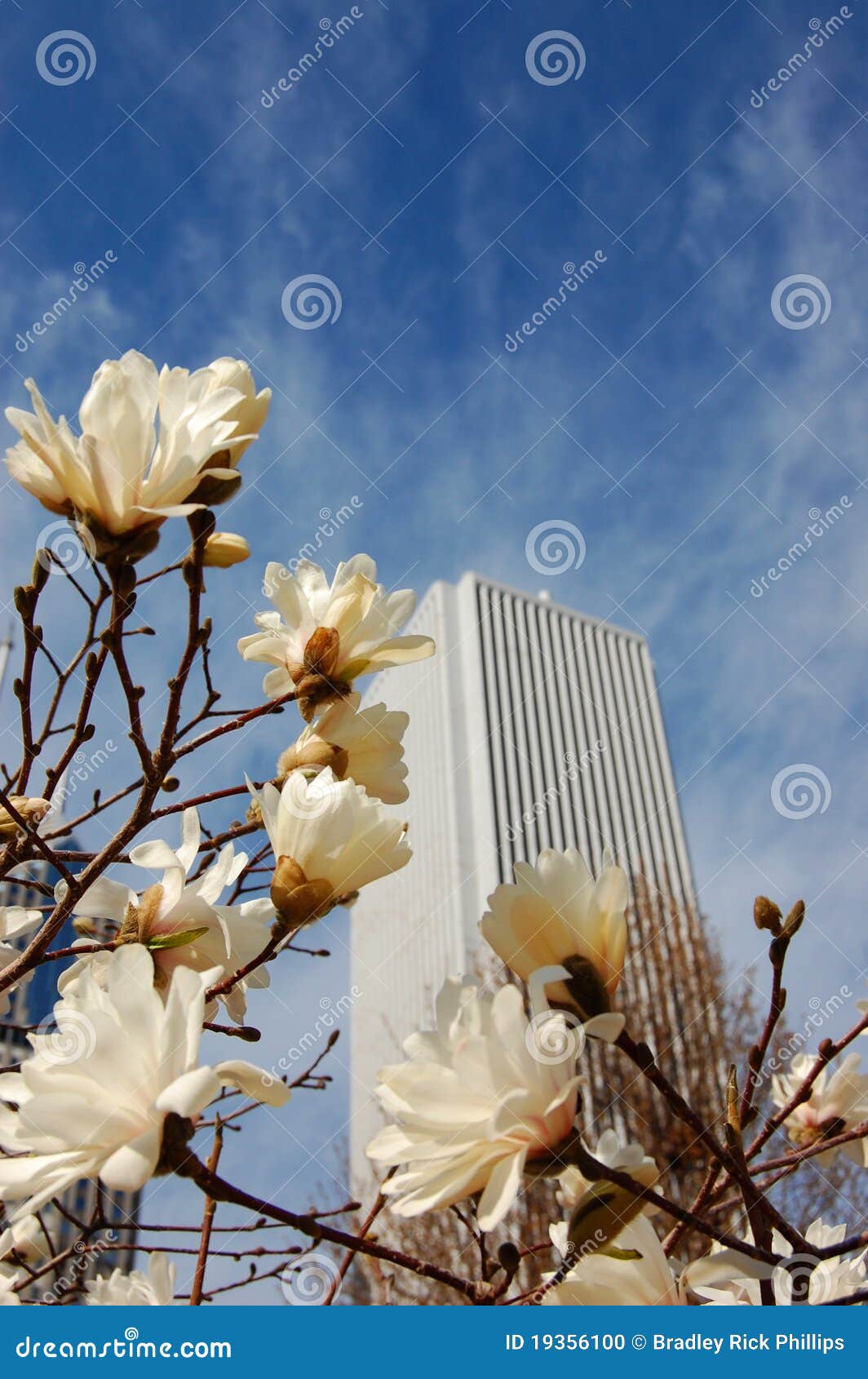 Springtime in the city stock photo. Image of background - 19356100