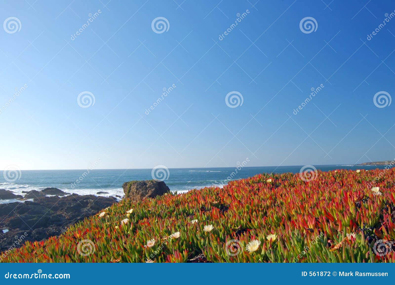 Springtime coastal meadow stock photo. Image of california - 561872