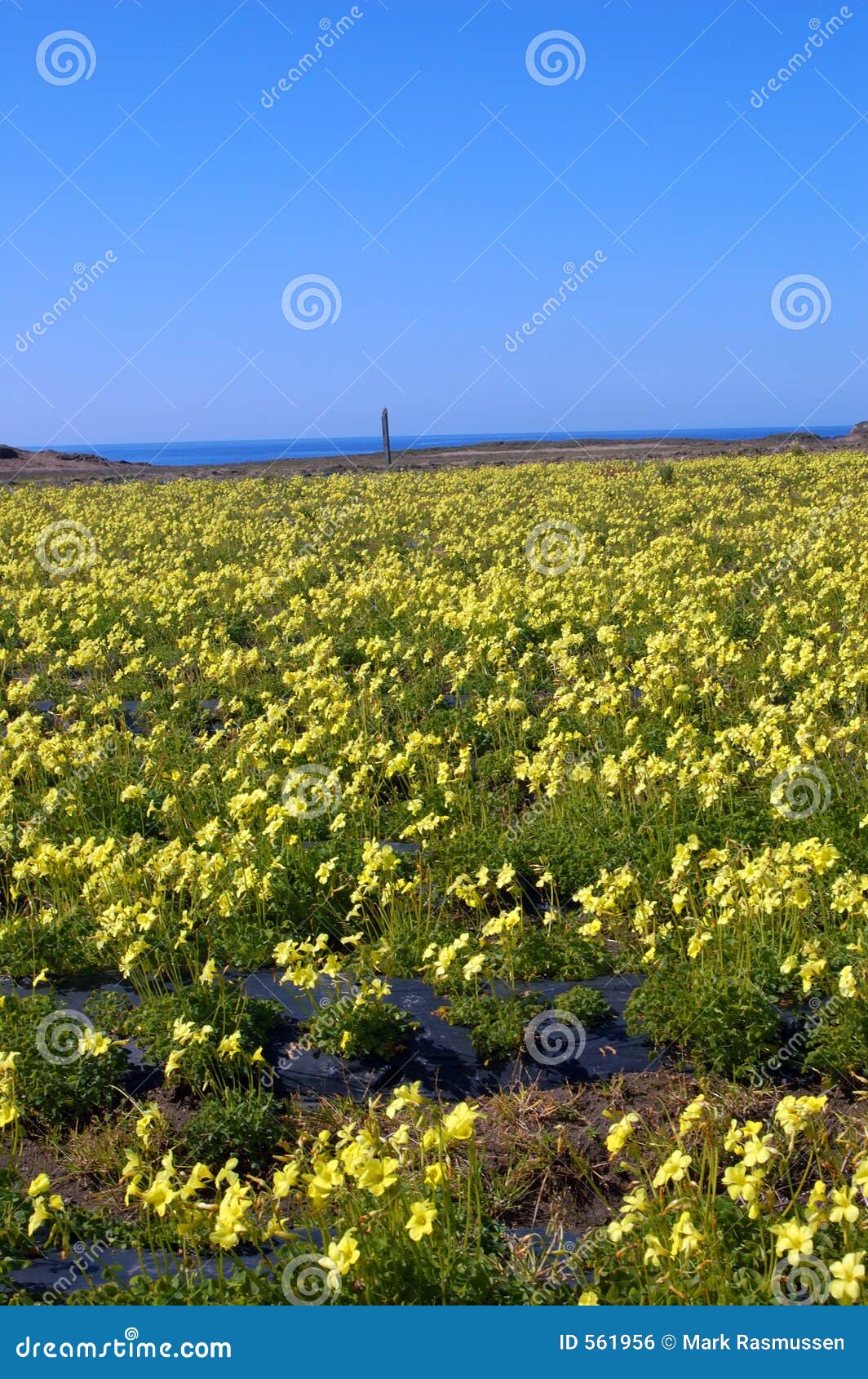 Springtime coastal meadow stock photo. Image of idyllic - 561956