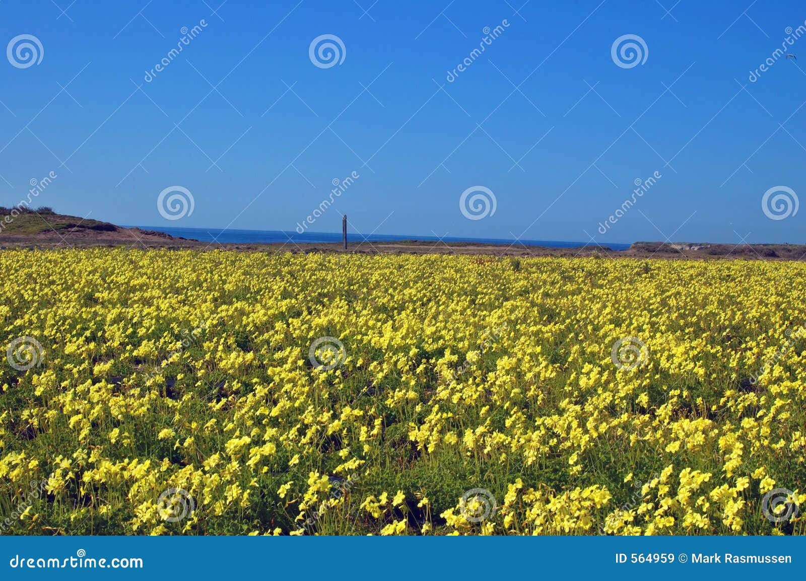 Springtime coastal meadow stock image. Image of idyllic - 564959