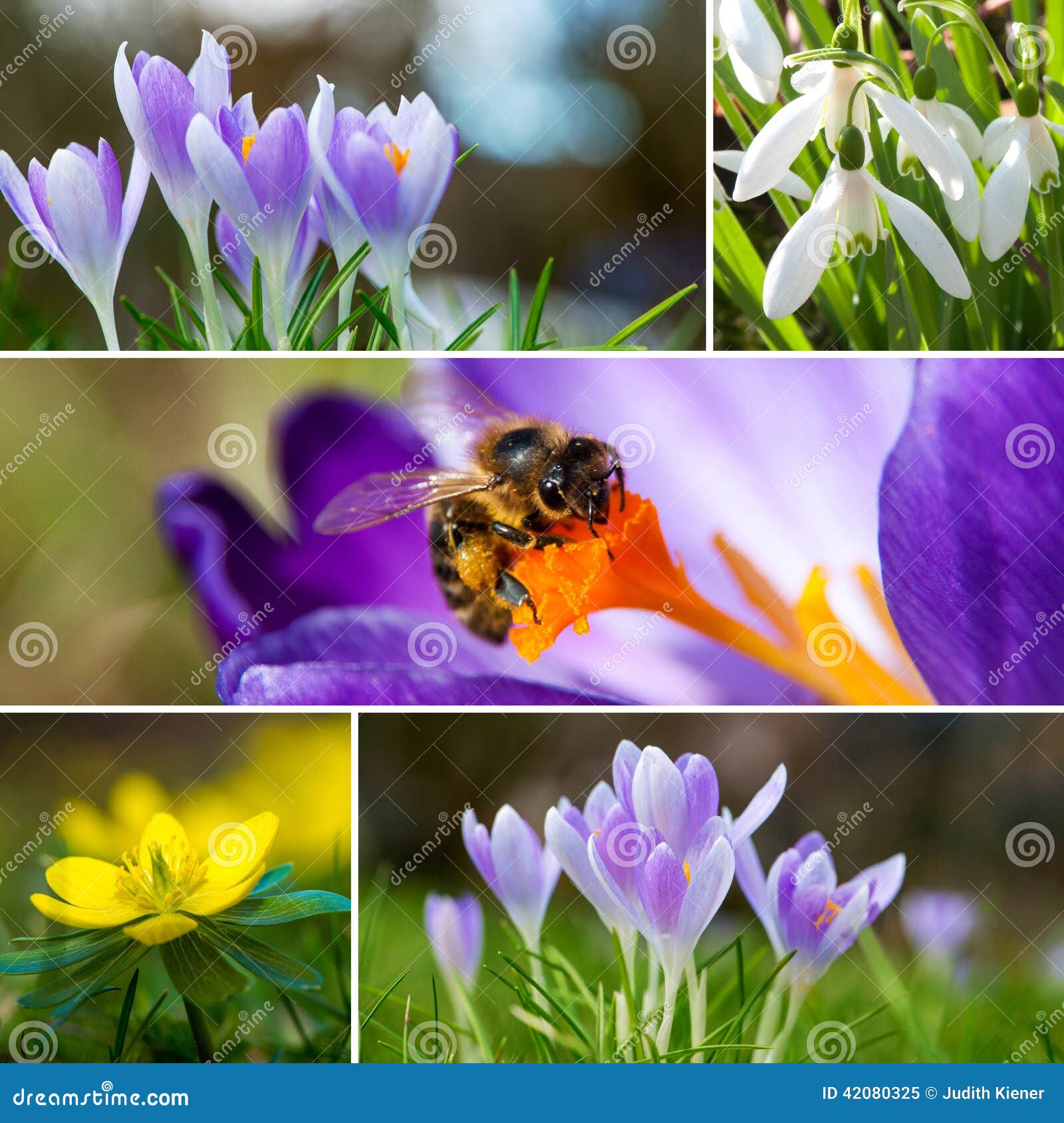 Springtime collage stock image. Image of tulips, white - 42080325