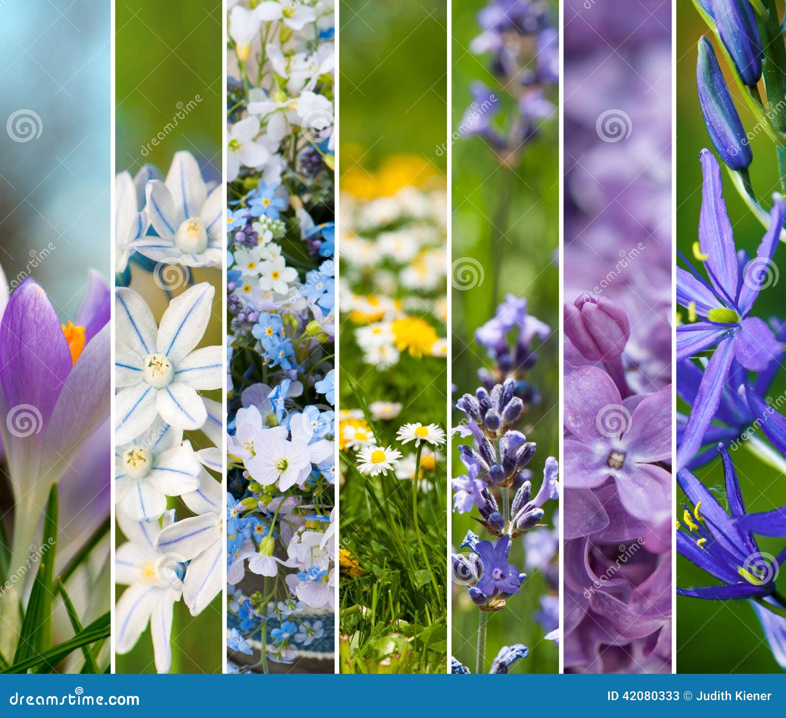 Springtime collage stock image. Image of snowdrops, nature - 42080333