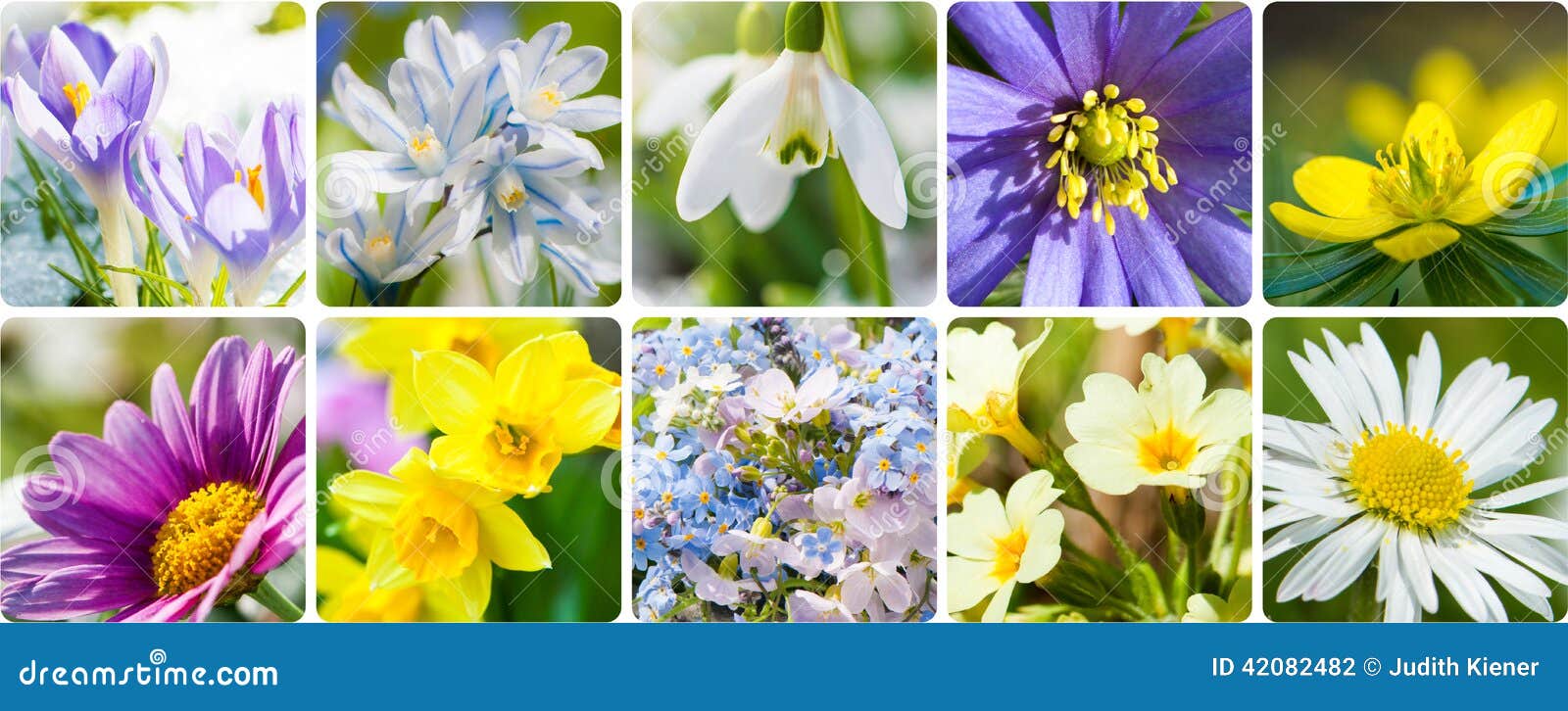 Springtime collage stock photo. Image of blossom, snowdrops - 42082482