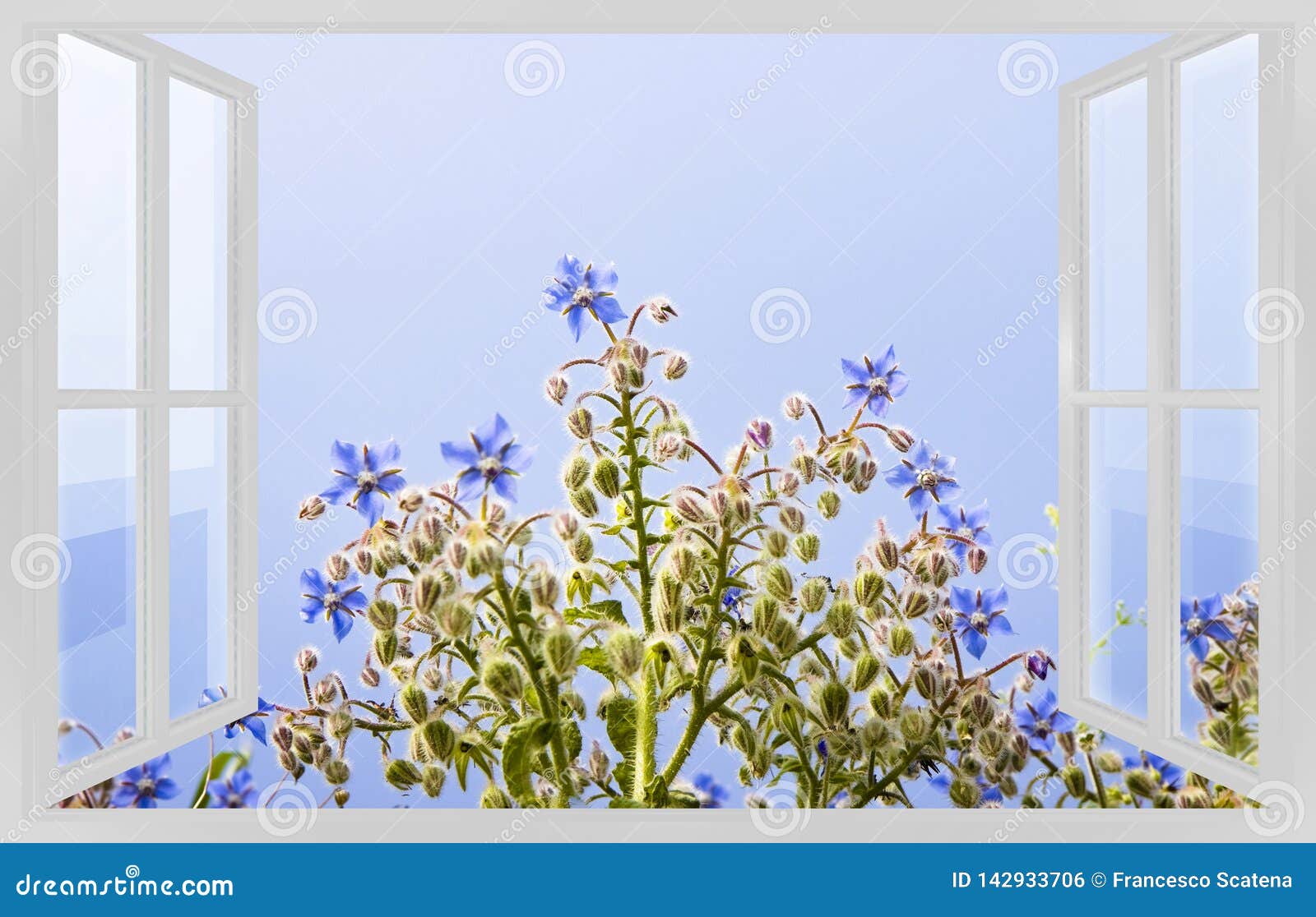 Springtime Concept with Flowers View from the Window Stock Photo ...