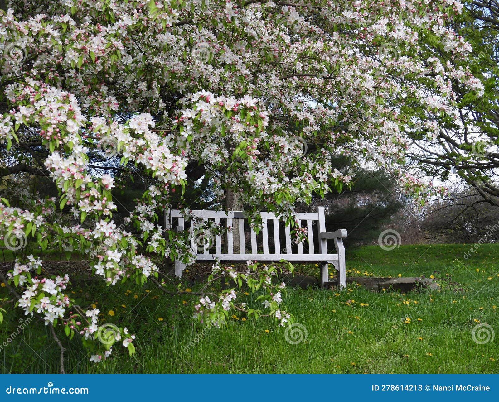 Springtime Garden Bench at Cornell Crabapple Orchards Stock Image ...