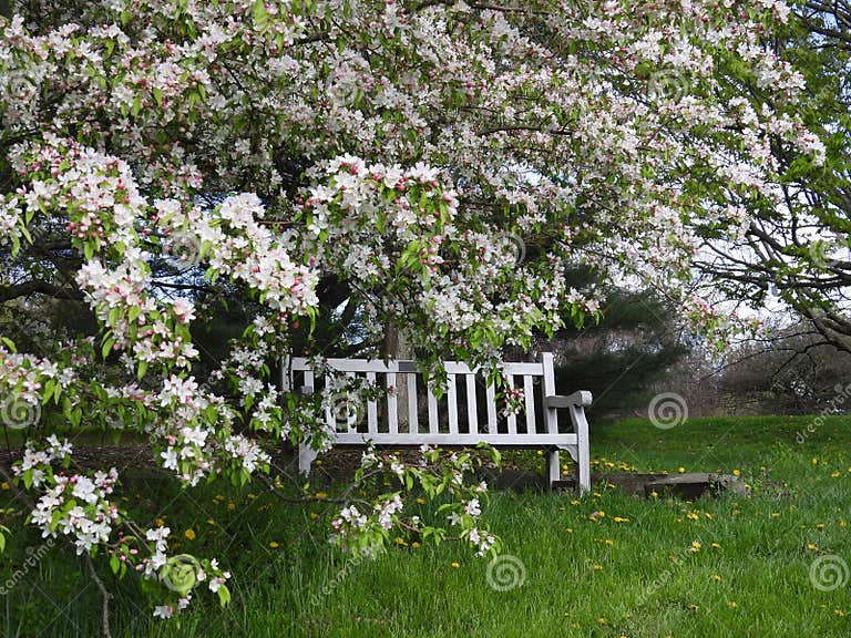 Springtime Garden Bench at Cornell Crabapple Orchards Stock Image ...
