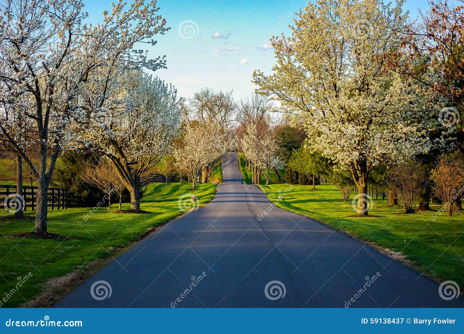 Springtime stock image. Image of fence, white, blossoms - 59138437