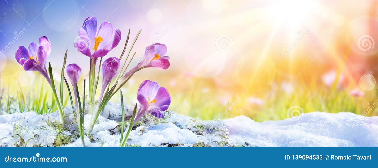 The Flower Of The Snow-white Water Lily Stock Photography ...